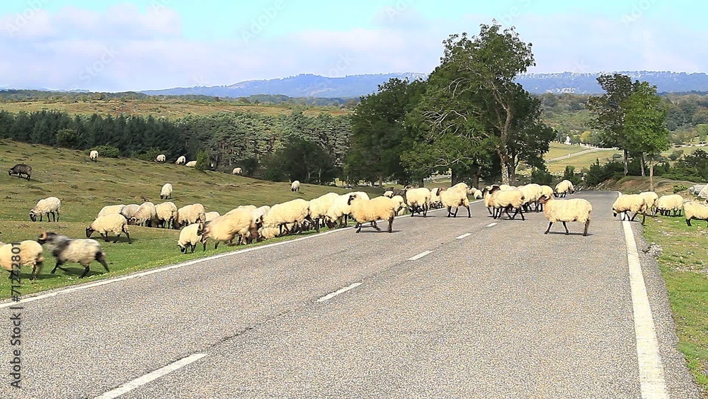 Ovejas en carretera 1 Stock Video | Adobe Stock