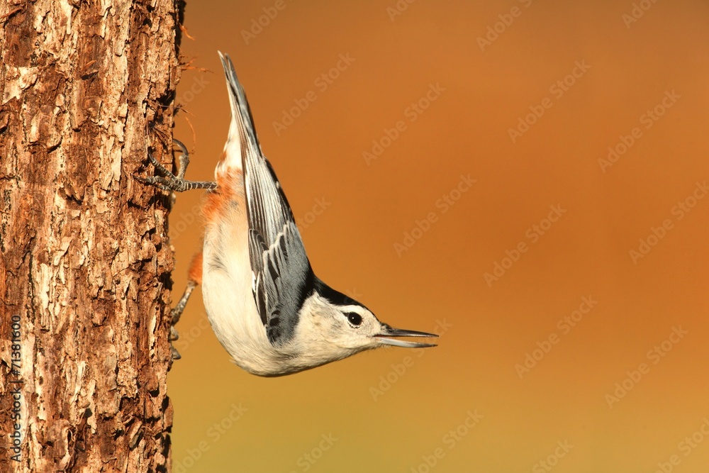 Nuthatch On A Tree Stock Photo | Adobe Stock