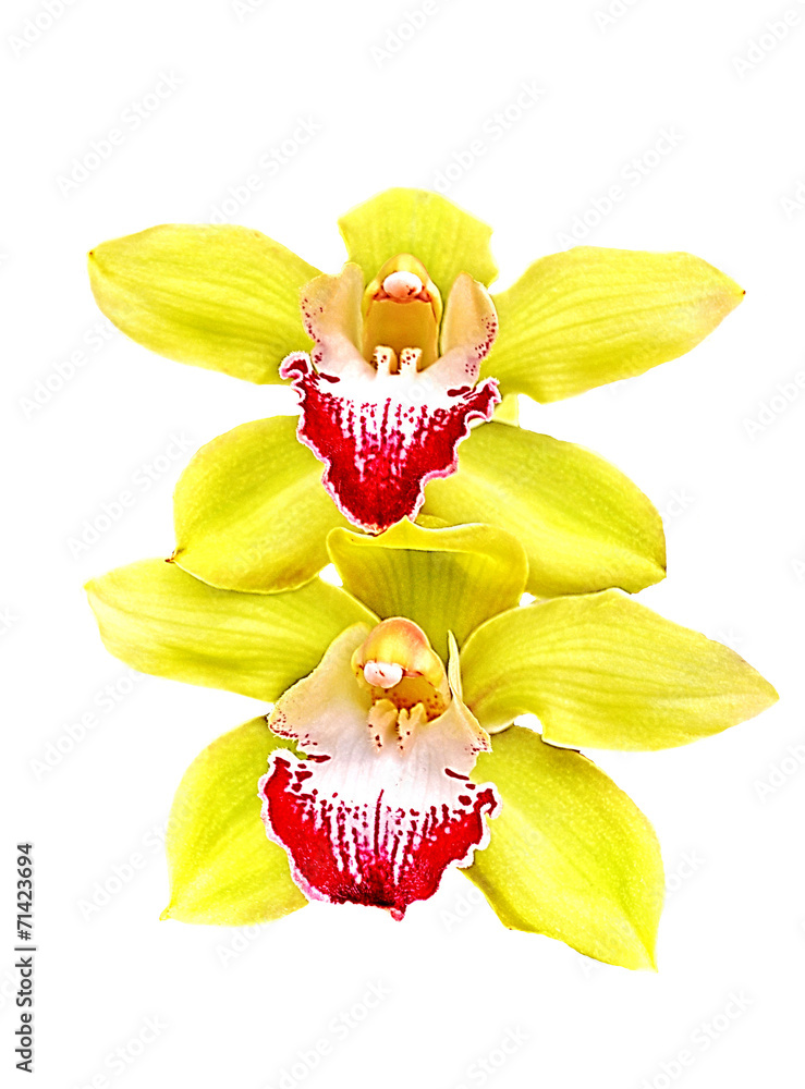 Beautiful yellow orchid on white background Stock Photo | Adobe Stock