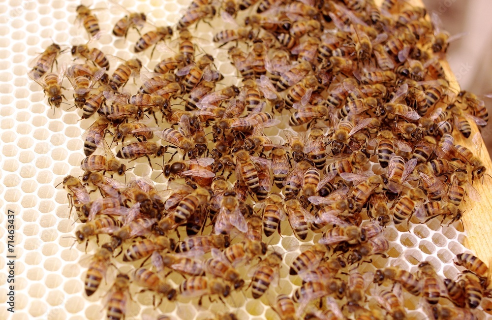 Queen Bee Lays Eggs on Frame of Uncapped Honey and Brood Cells Stock ...