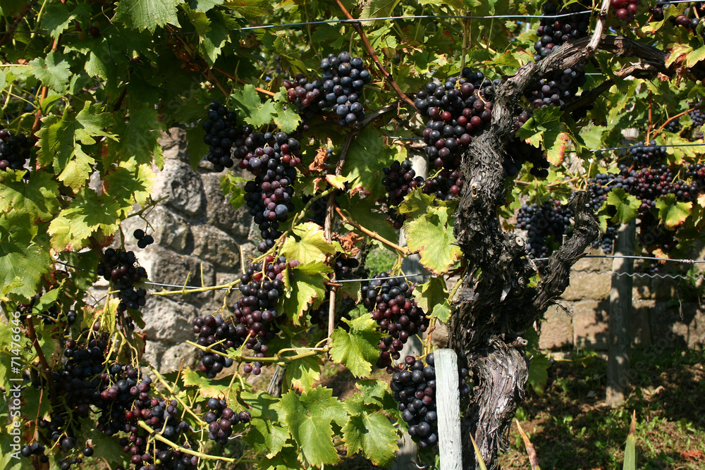 weinstock Stock-Foto | Adobe Stock