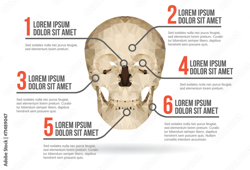 Human skull infographic, vector illustration Stock Vector | Adobe Stock