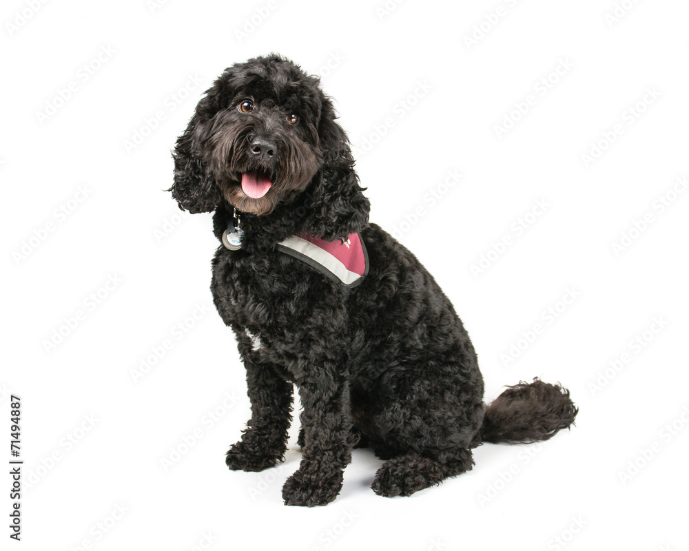 Black Cavapoo Full Grown