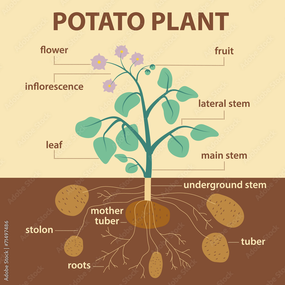 illustration parts of potato - infographic potatoes scheme Stock Vector ...