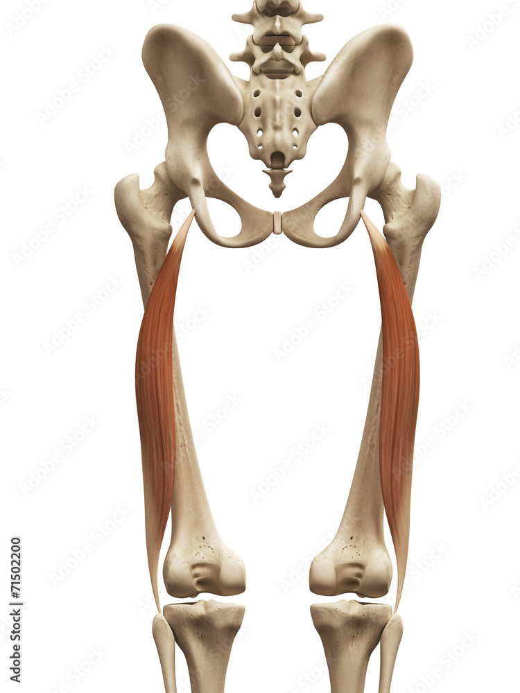 muscle anatomy - the biceps femoris long head Stock Illustration ...