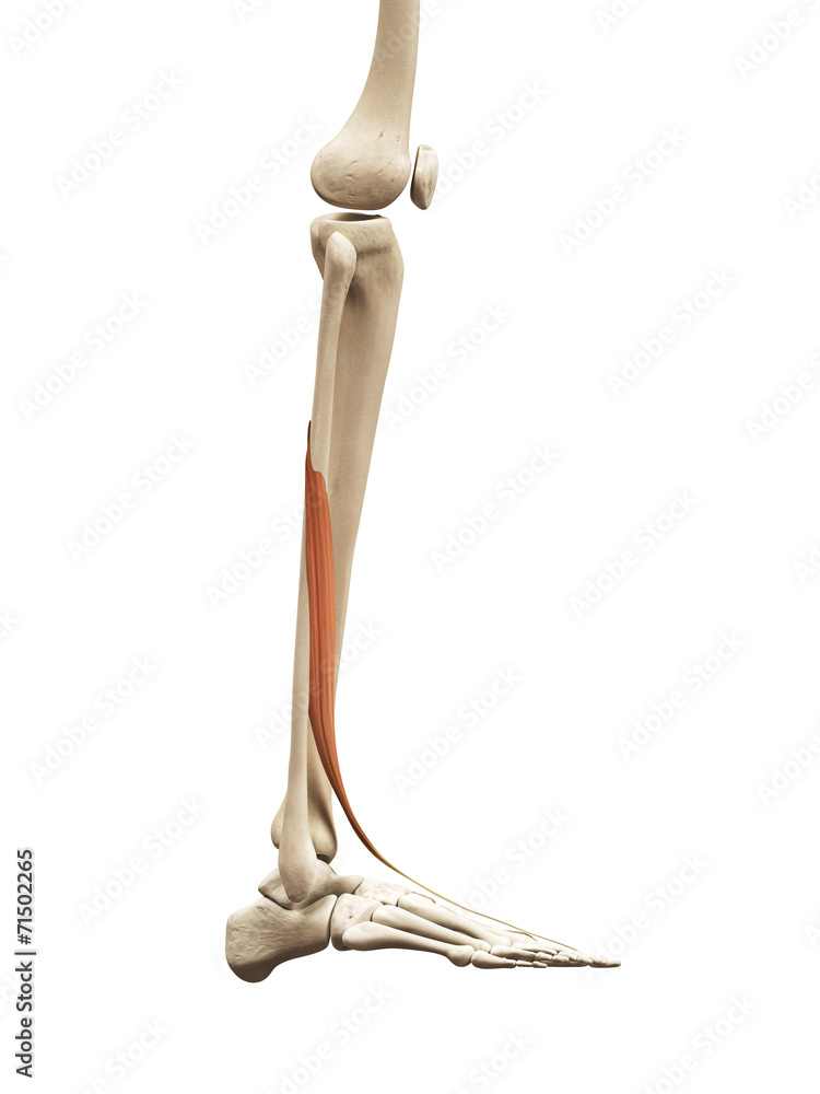 muscle anatomy - the extensor hallucis longus Stock Illustration ...