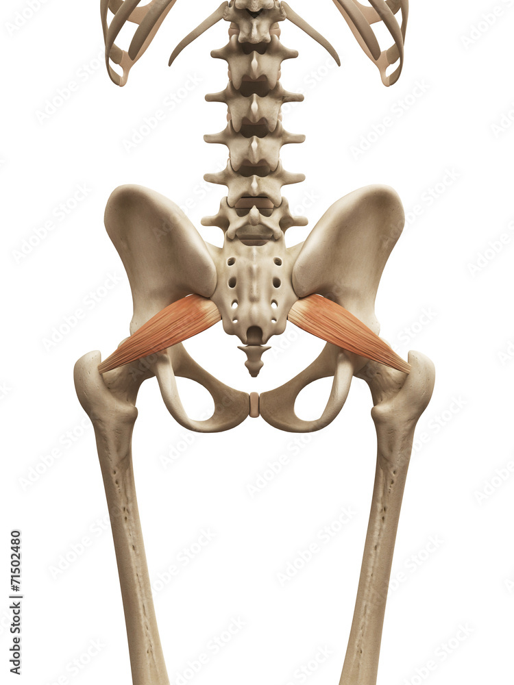 muscle anatomy - the piriformis Stock Illustration | Adobe Stock