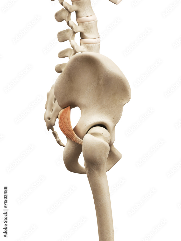 muscle anatomy - the piriformis Stock Illustration | Adobe Stock
