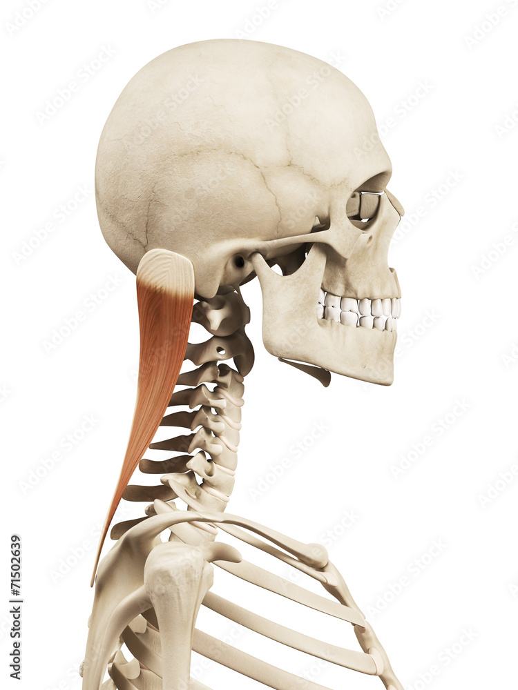 muscle anatomy - the splenius capitis Stock-Illustration | Adobe Stock