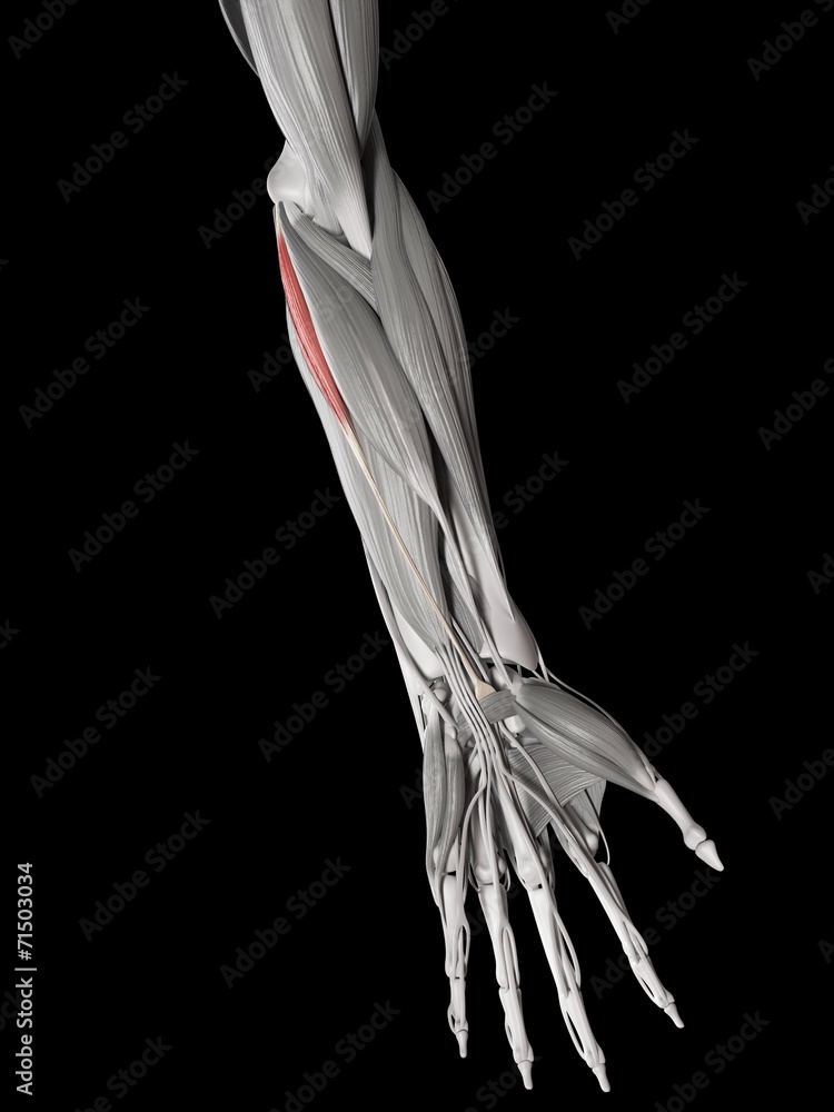 Palmaris Longus