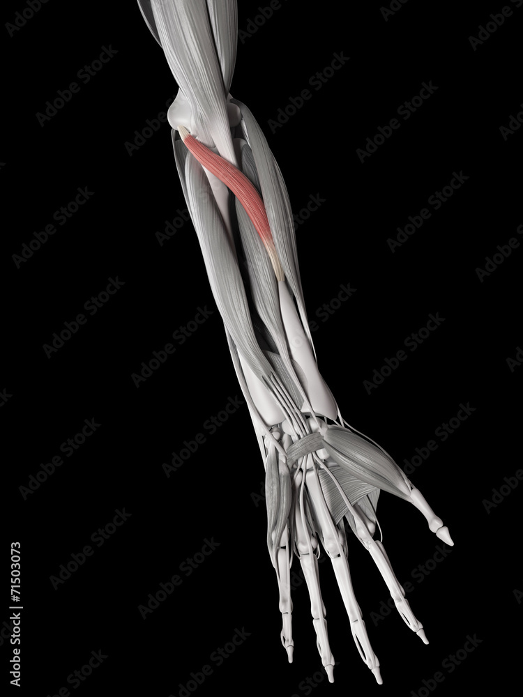 human muscle anatomy - pronator teres Stock Illustration | Adobe Stock
