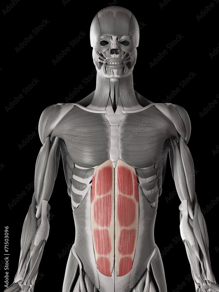 human muscle anatomy - rectus abdominis Stock Illustration | Adobe Stock