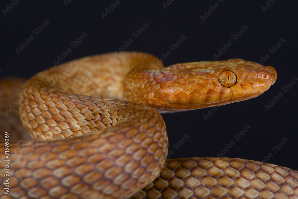 Egyptian cat snake / Telescopus dhara obtusus Stock Photo | Adobe Stock