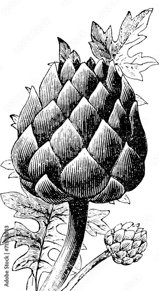 Vintage Artichoke Illustration