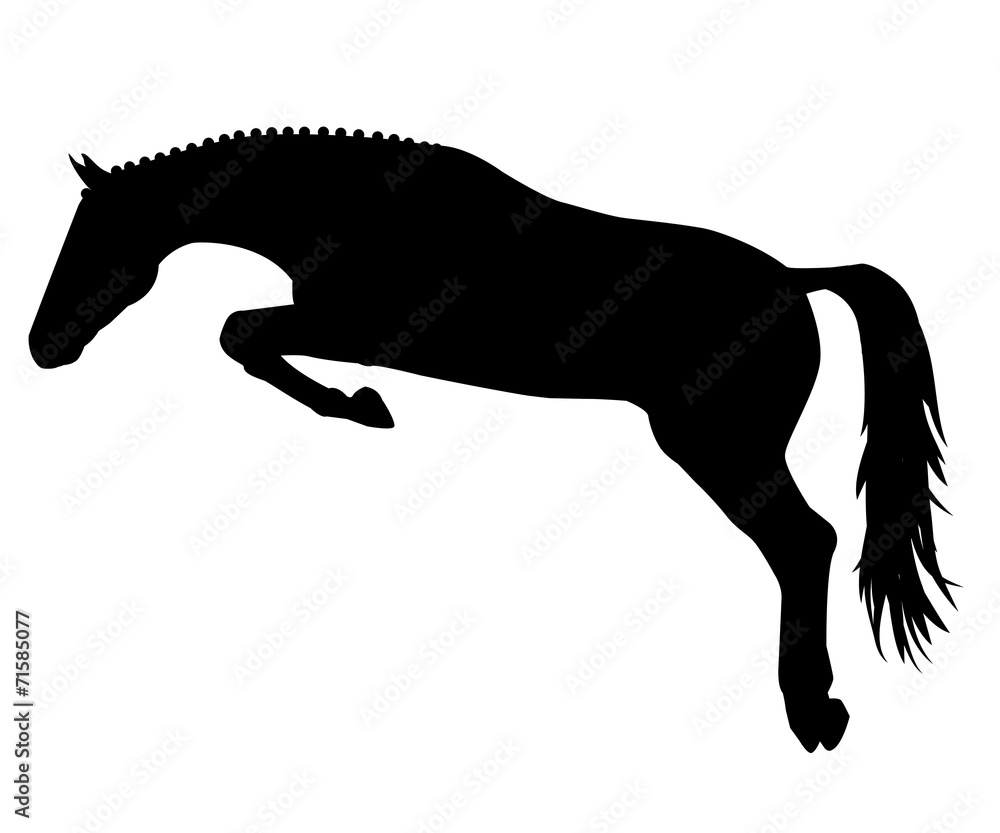 Springpferd Stock-Foto | Adobe Stock