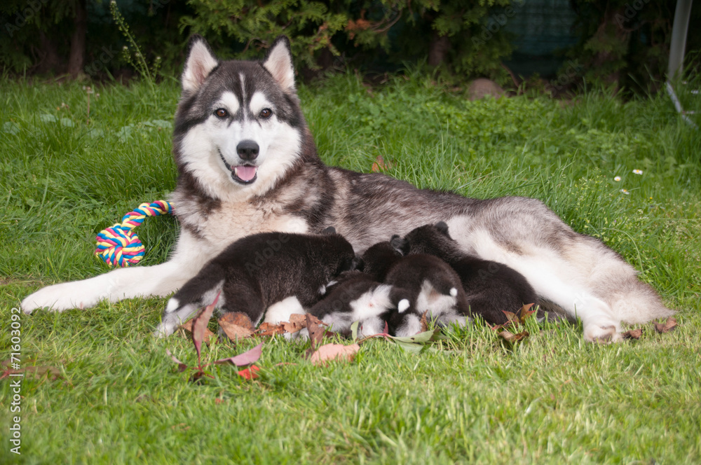 Husky Welpen mit Mutter Stock-Foto | Adobe Stock