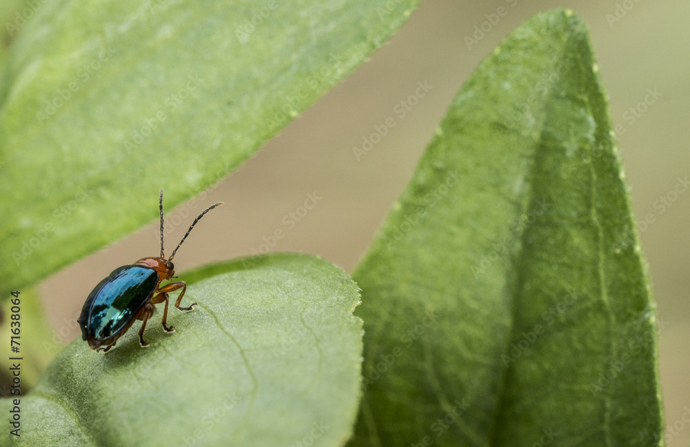 Piccolo insetto Colombiano Stock Photo | Adobe Stock