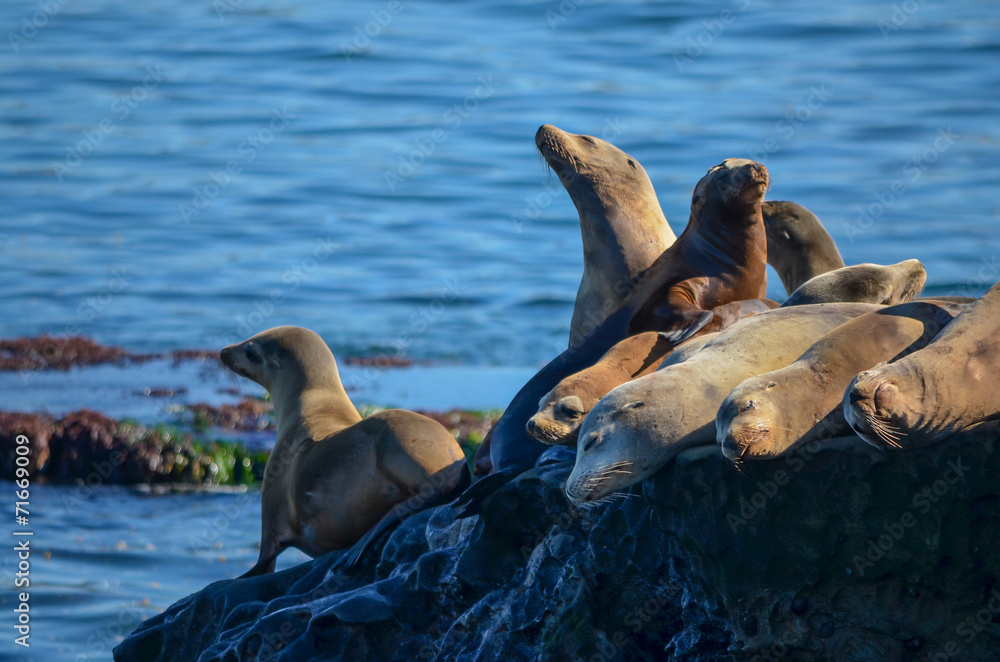 Sea lions Stock Photo | Adobe Stock