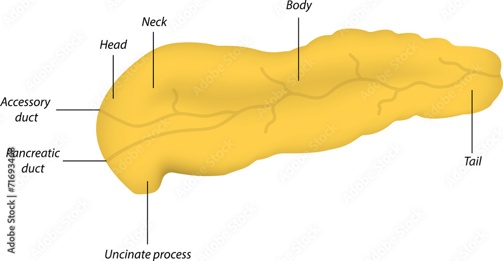 Anatomy of the Pancreas Stock Vector | Adobe Stock