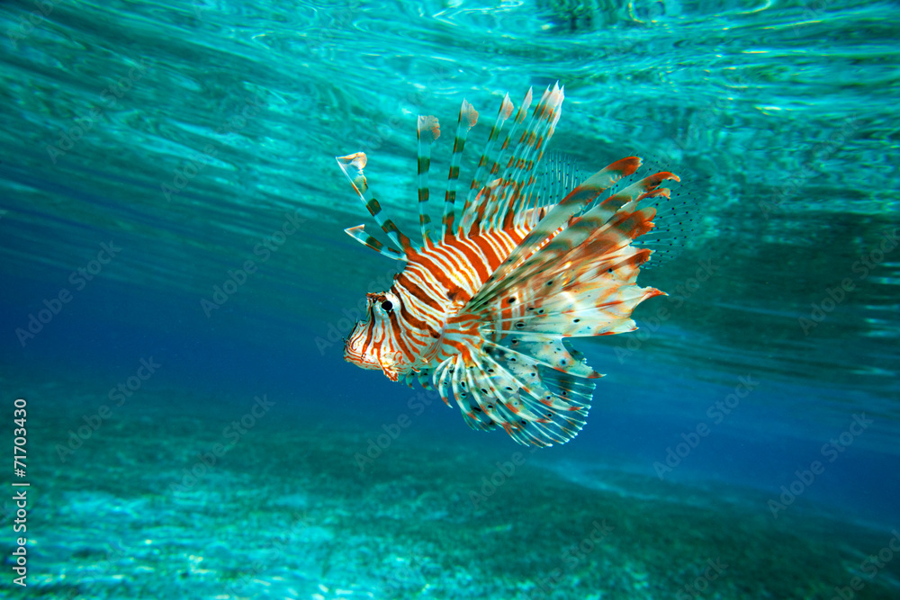 Lion Fish Stock Photo | Adobe Stock