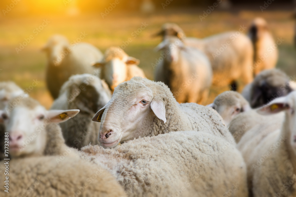 Ram with sheep Stock Photo | Adobe Stock
