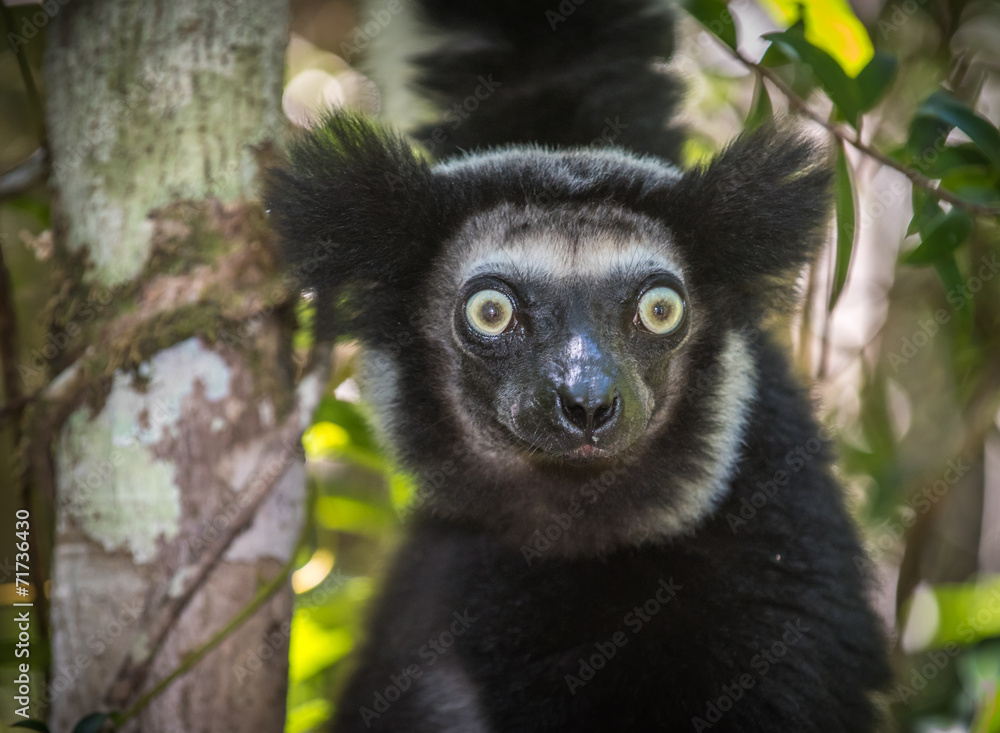 Poster Indri, the largest lemur of Madagascar – Wall Art | UkPosters
