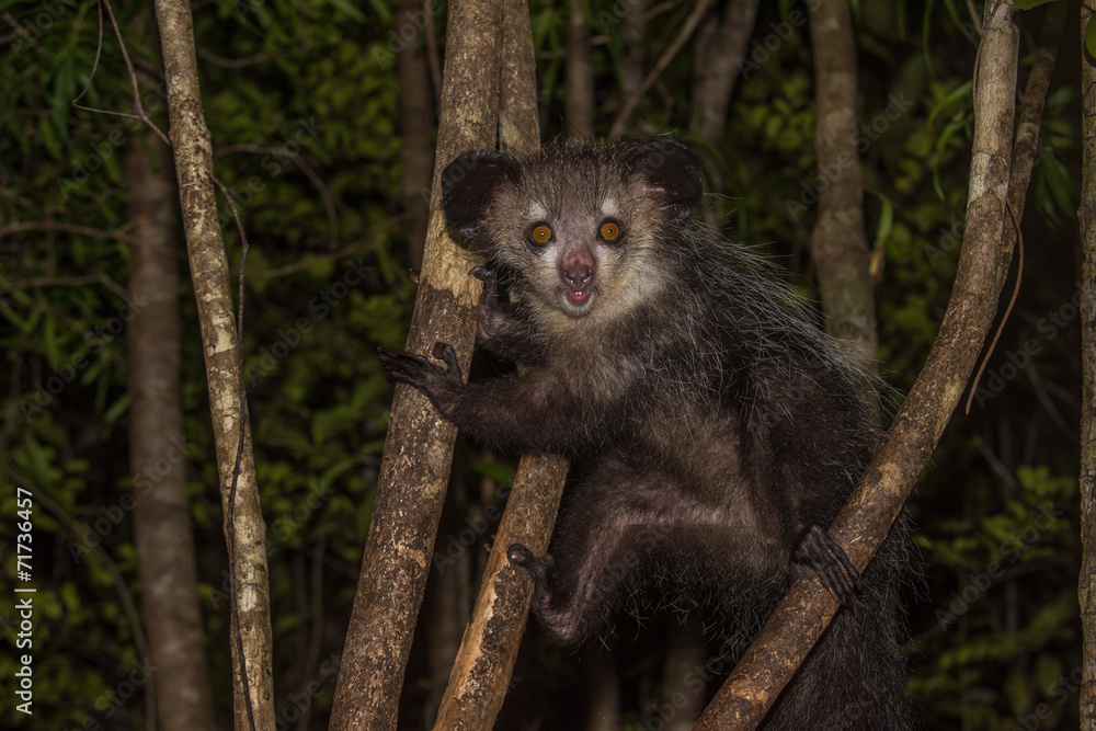 Aye-aye, nocturnal lemur of Madagascar Stock Photo | Adobe Stock