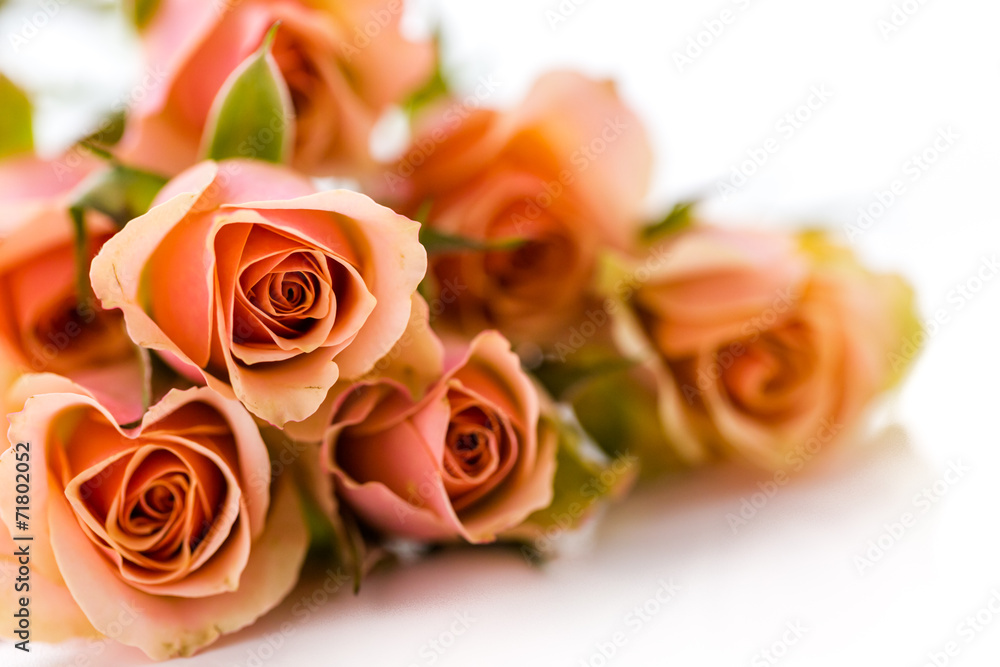 Roses Stock Photo | Adobe Stock