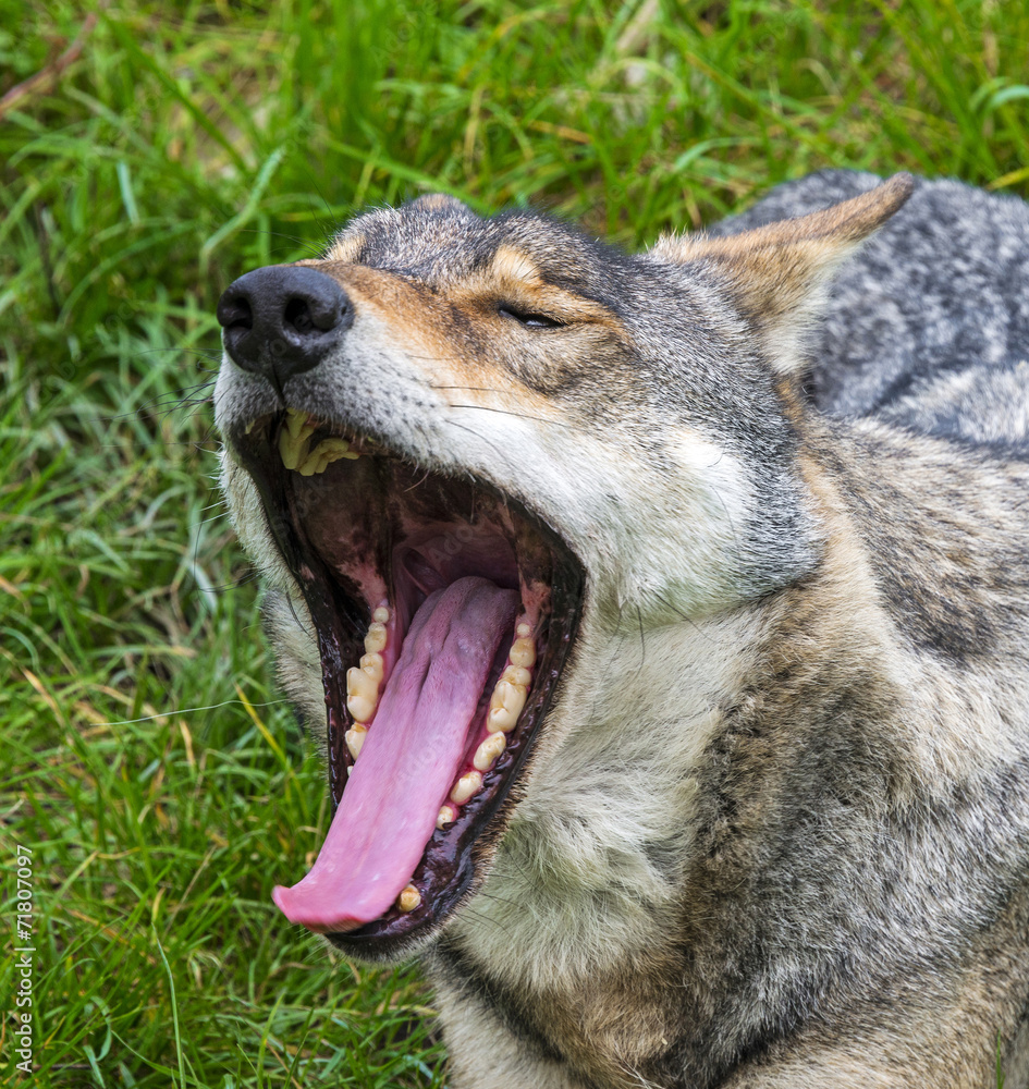 wolf portrait with open mouth Stock Photo | Adobe Stock