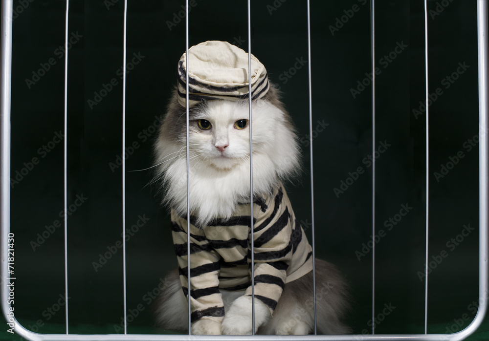 cat criminal behind bars Stock Photo | Adobe Stock