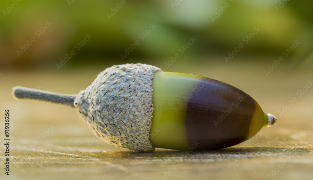 Gland - fruit du chêne Stock Photo | Adobe Stock