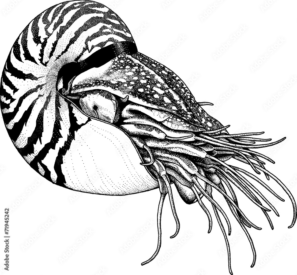 Nautilus Illustration