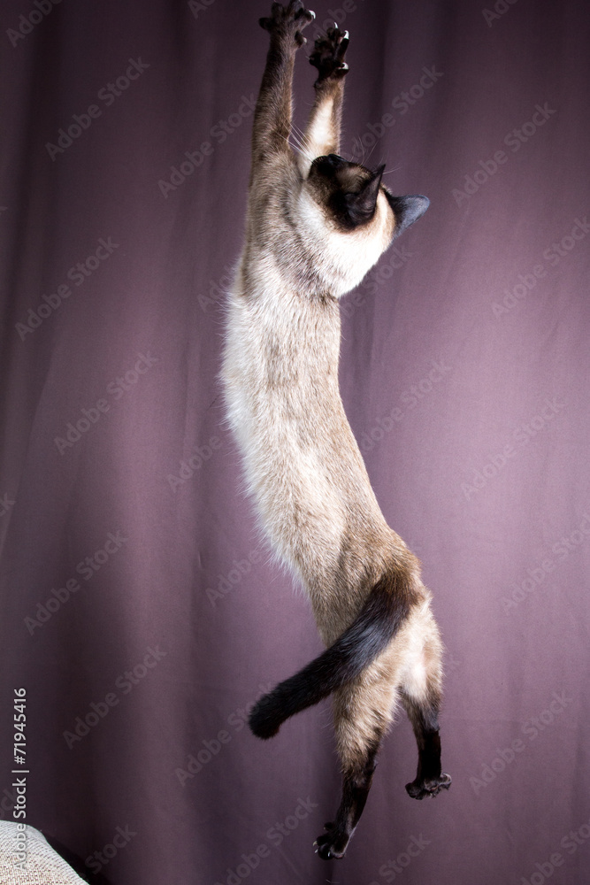 Siam Katze im Sprung Stock-Foto | Adobe Stock