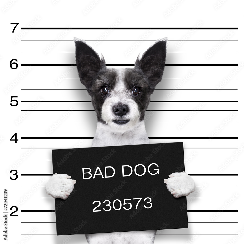 mugshot dog Stock Photo | Adobe Stock