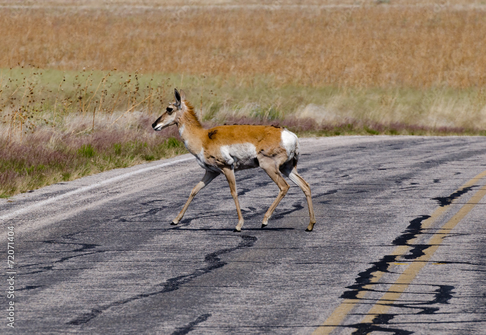 Antelope crossing the road Stock Photo | Adobe Stock