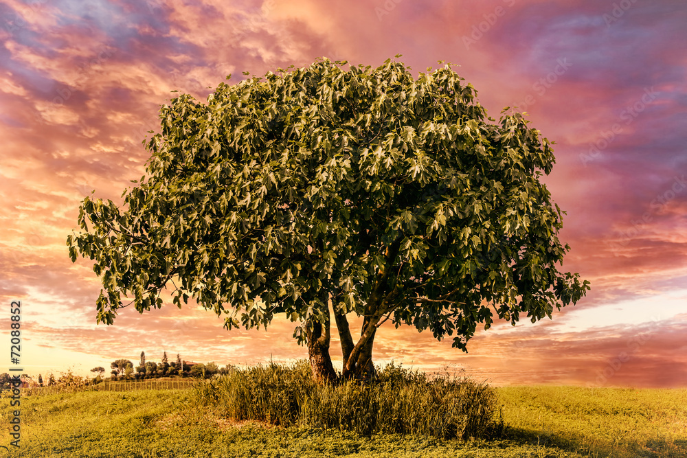 Albero di Fico Stock Photo | Adobe Stock