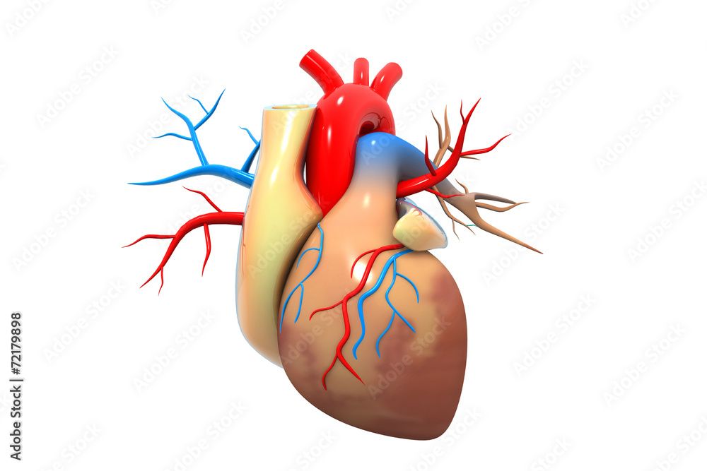 Human heart Stock Illustration | Adobe Stock