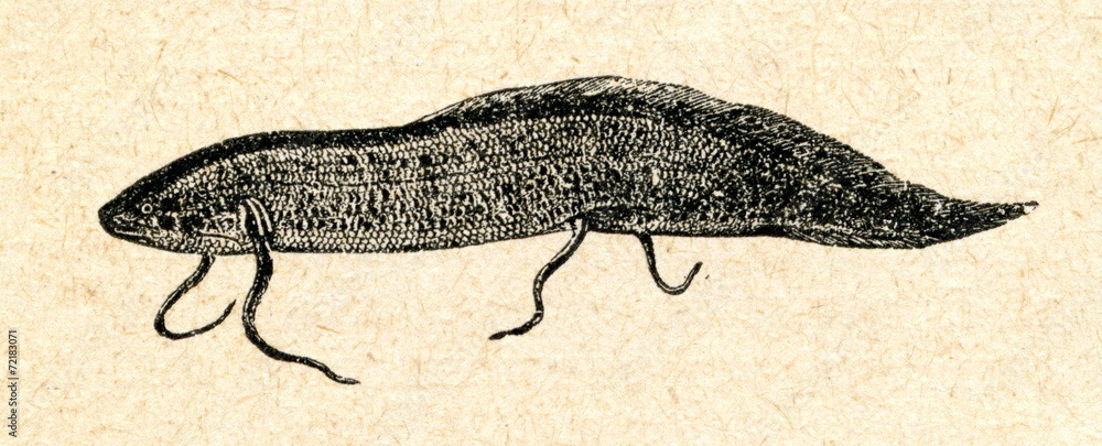 West African lungfish (Protopterus annectens) Stock Photo | Adobe Stock