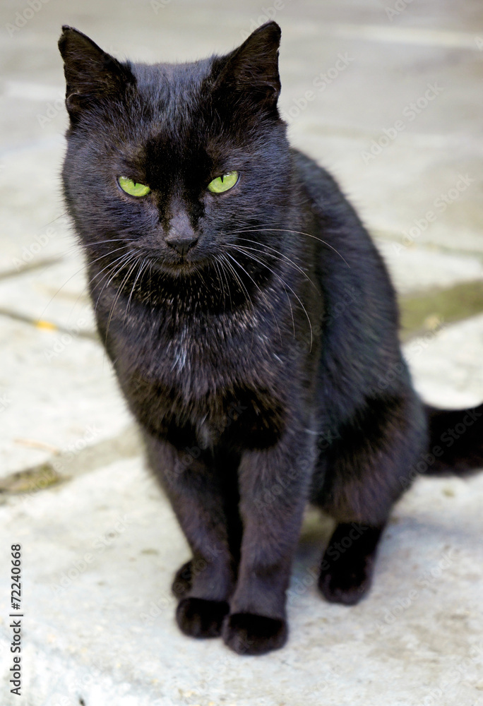 Frowning black cat closeup Stock Photo | Adobe Stock