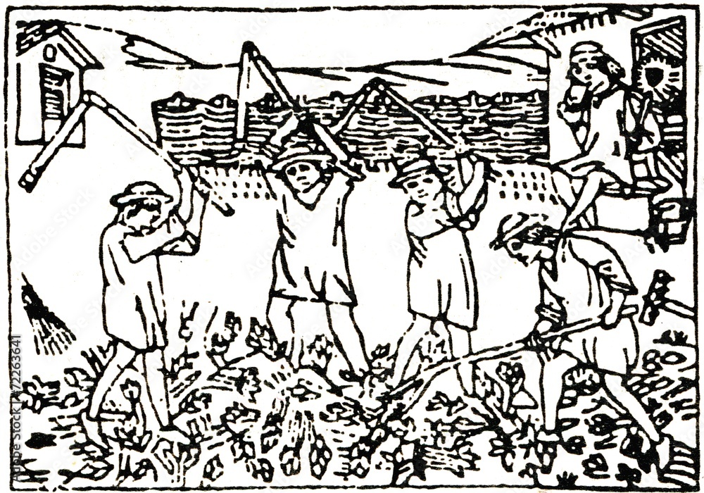 Medieval draving "Threshing with flails" Stock Photo | Adobe Stock