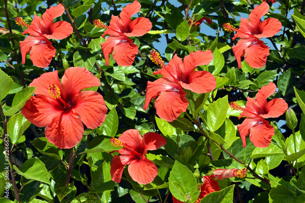 Rose of China Latin name Hibiscus rosa-sinensis Stock Photo | Adobe Stock