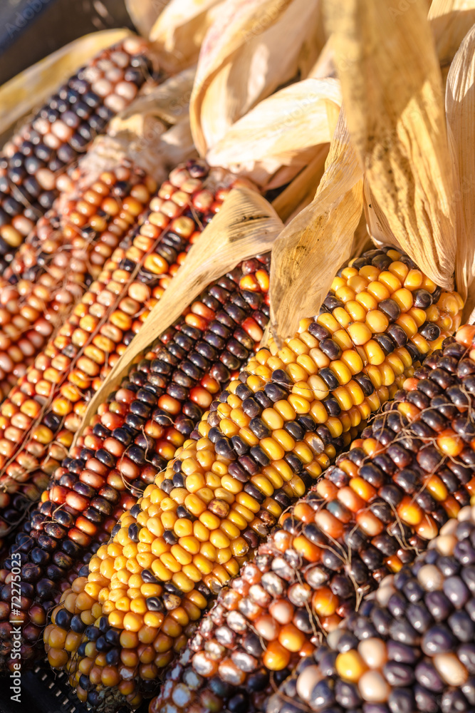 colorful corn Stock Photo | Adobe Stock