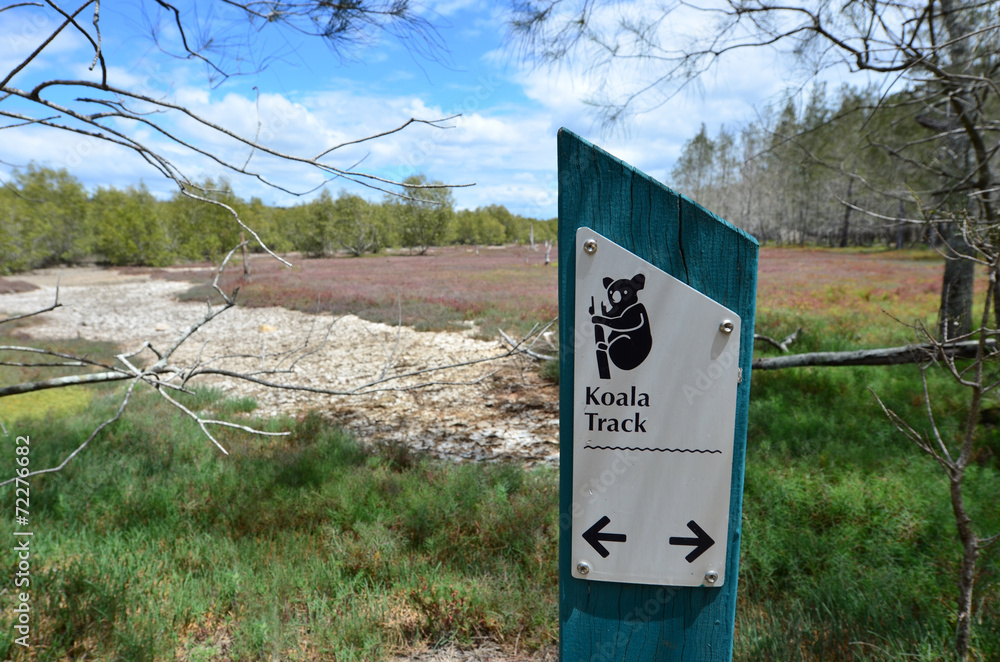 Koala track Stock Photo | Adobe Stock