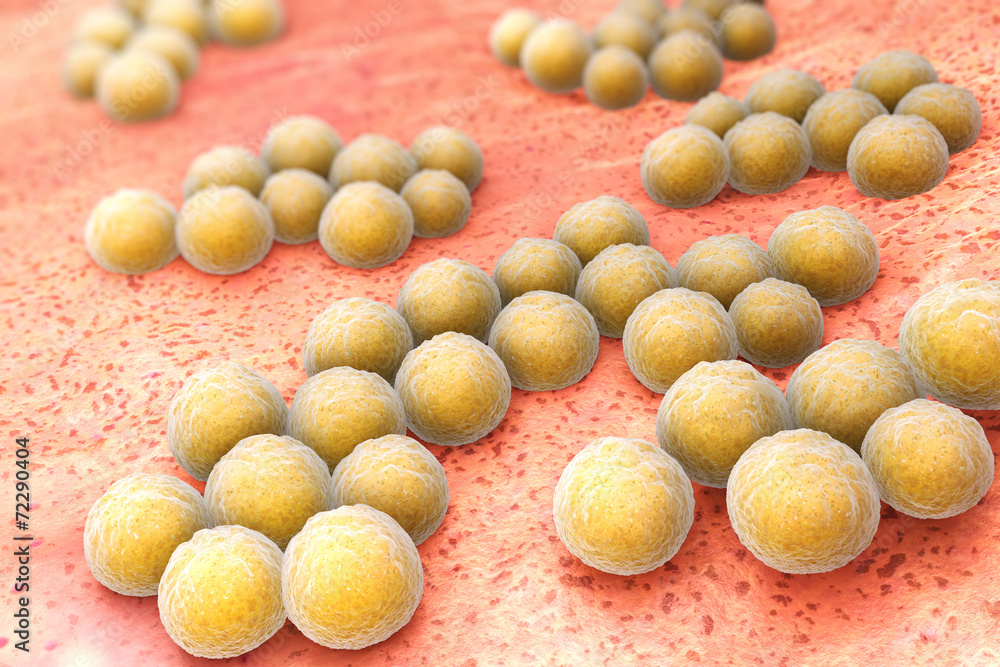 Staphylococcus aureus Stock Photo | Adobe Stock