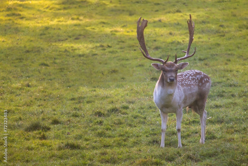 Hirsch Stock-Foto | Adobe Stock