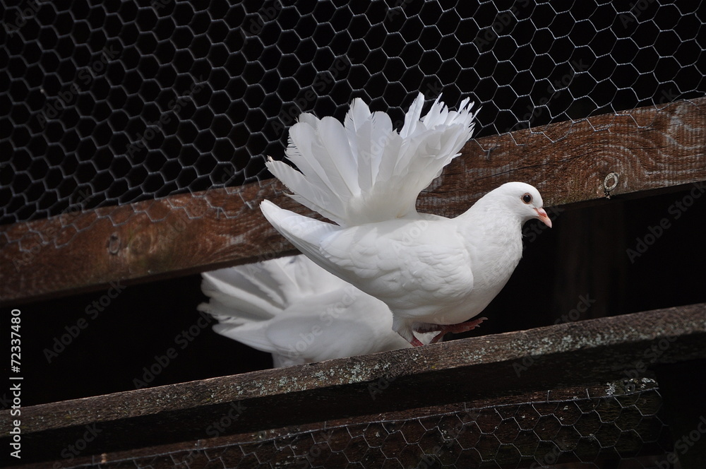 Weisse Tauben Stock Photo | Adobe Stock