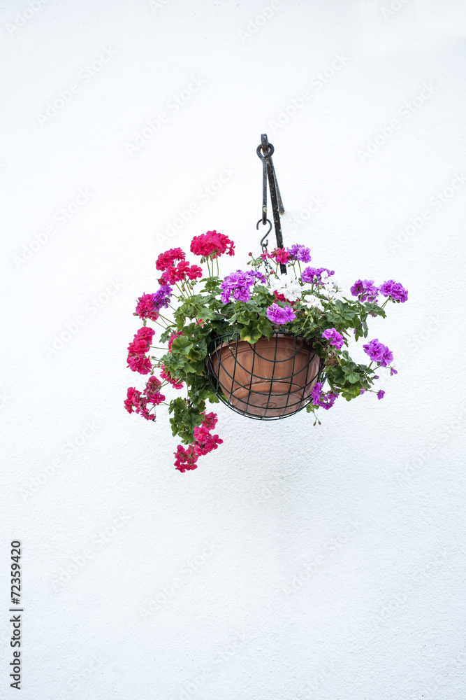 Maceta colgando con geranios rojos y morados Stock Photo | Adobe Stock