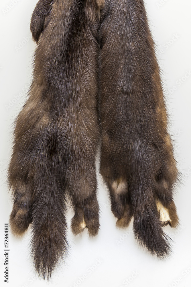 The skins of a sable prepared for tailoring of a product Stock Photo ...