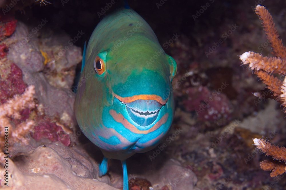 Poisson perroquet Stock Photo | Adobe Stock