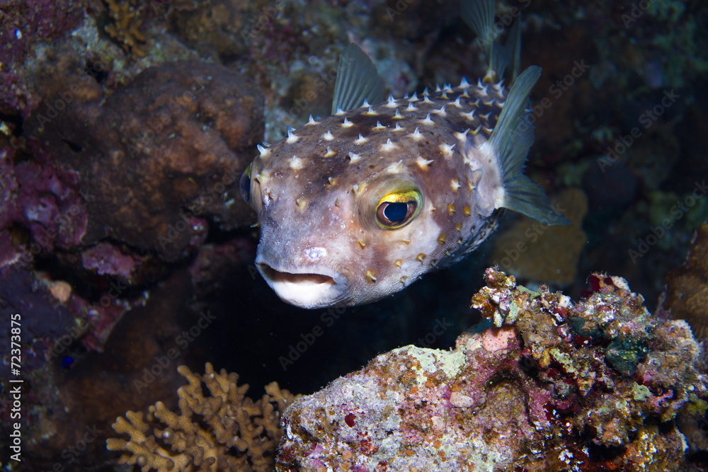 Poisson diodon à longues épines Stock Photo | Adobe Stock
